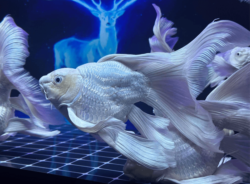 Cá Chép Sư Tử ăn Gì? 4 Loại Thức ăn Cho Cá Chép Sư Tử - King Bio